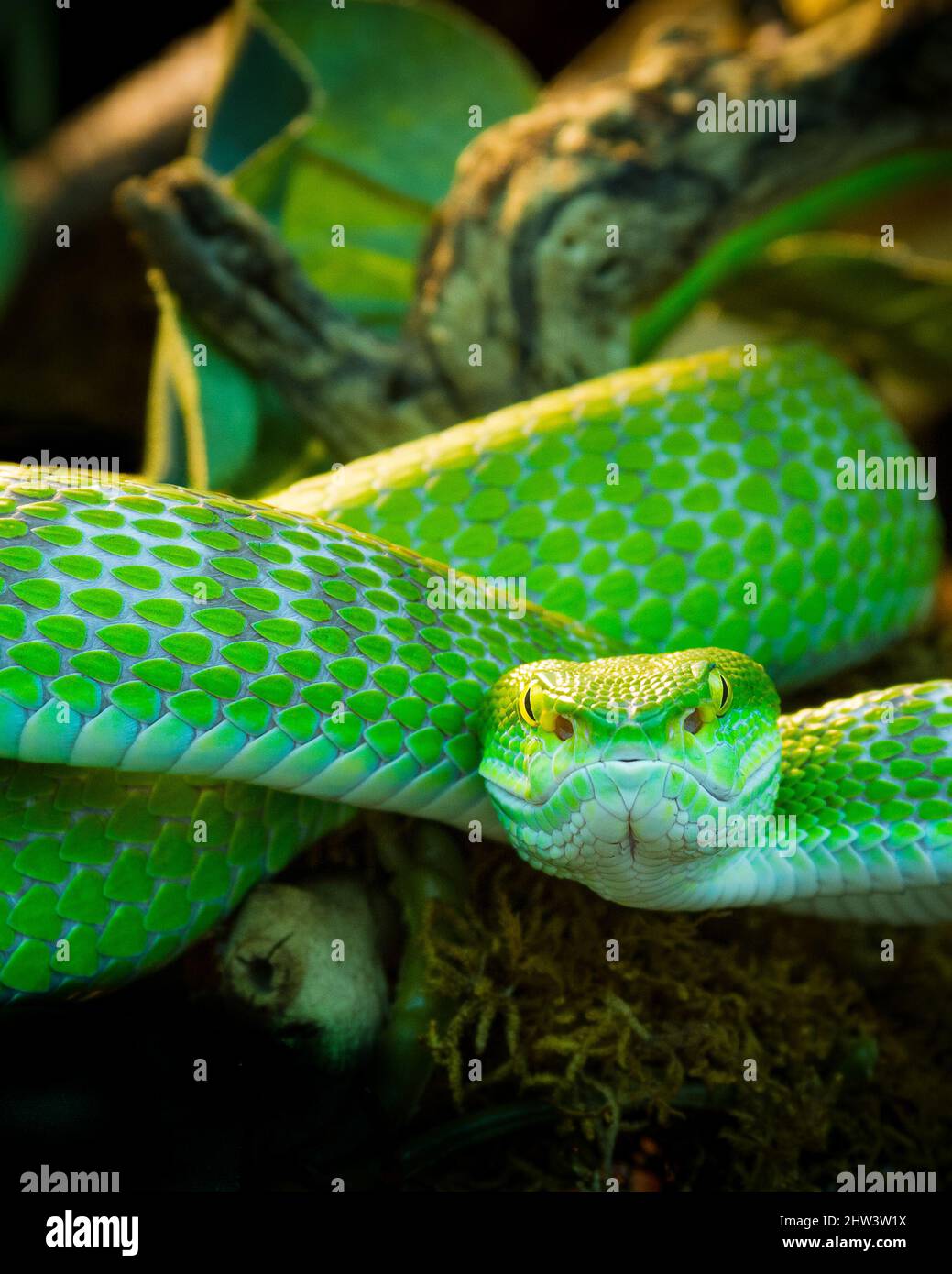 Closeup of a green tree pit viper at the jungle with a blurry ...