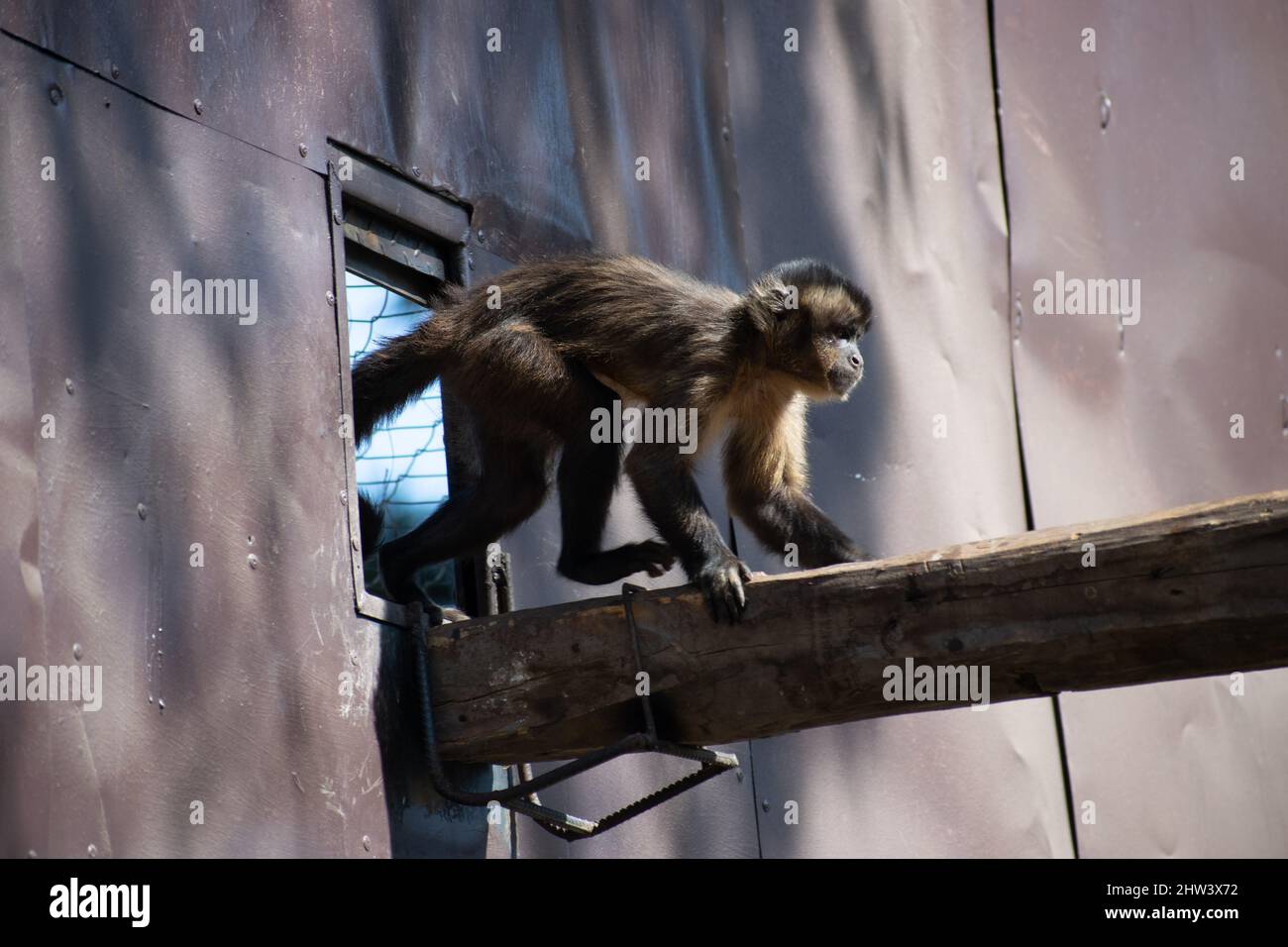 Santiago, Metropolitana, Chile. 3rd Mar, 2022. A monkey comes out of ...