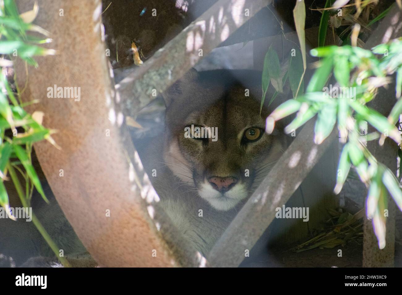 Santiago, Metropolitana, Chile. 3rd Mar, 2022. A puma looks at the ...