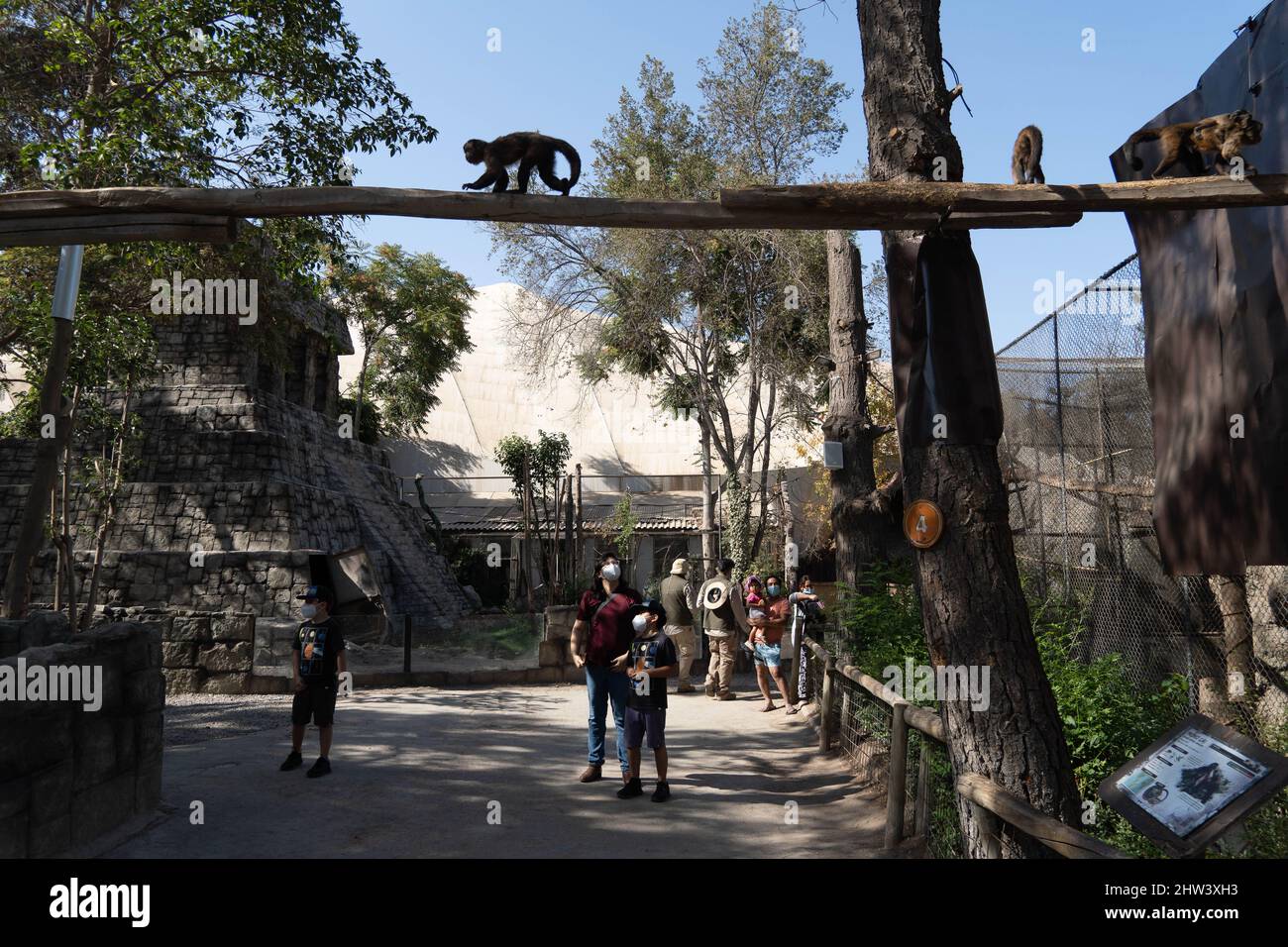Santiago, Metropolitana, Chile. 3rd Mar, 2022. Monkeys pass over ...