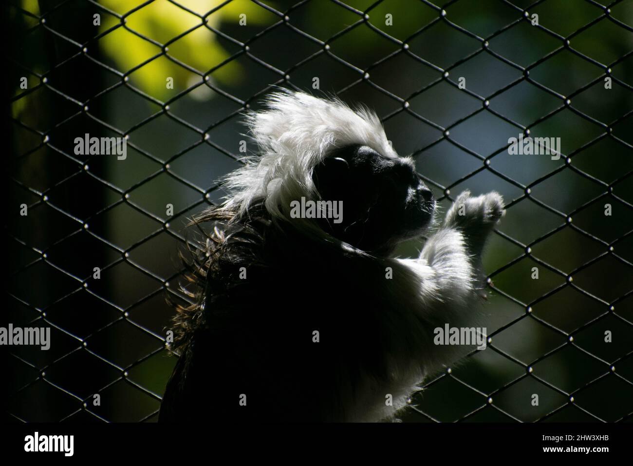 Santiago, Metropolitana, Chile. 3rd Mar, 2022. A monkey looks out of ...