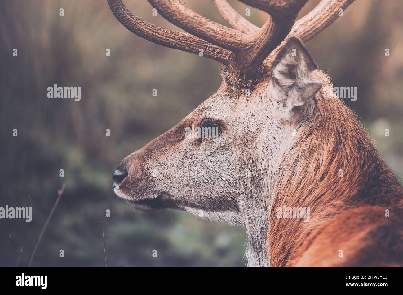 Barbary stag hi-res stock photography and images - Alamy