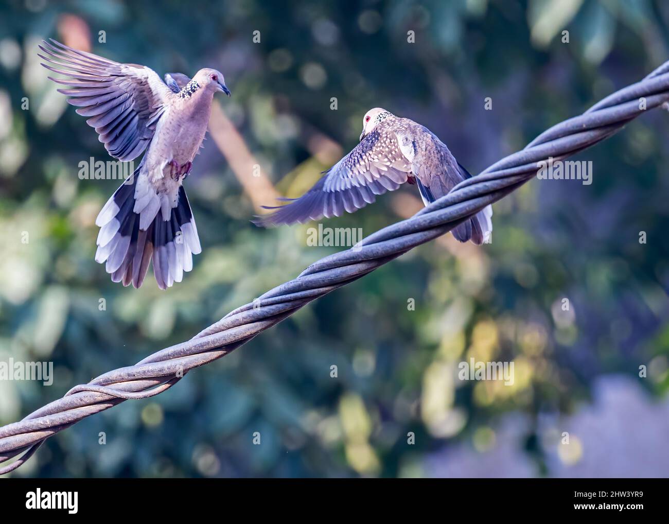 Pair of spotted Dove in fight Stock Photo - Alamy