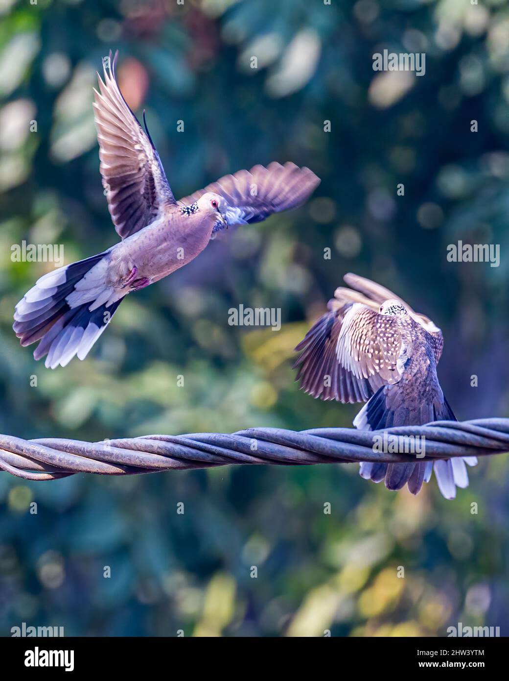 Closeup of a pair of beautiful Doves in flight with a blurry background ...
