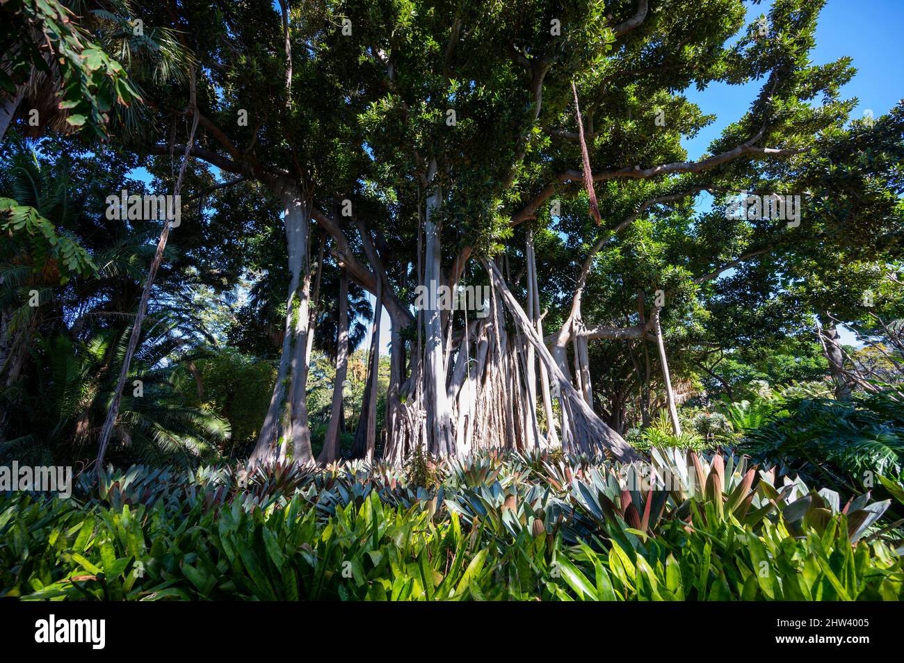 Giant ficus tree with hanging air roots in botanical garden on Tenerife ...