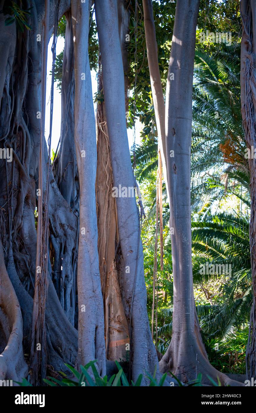 Giant ficus tree with hanging air roots in botanical garden on Tenerife ...