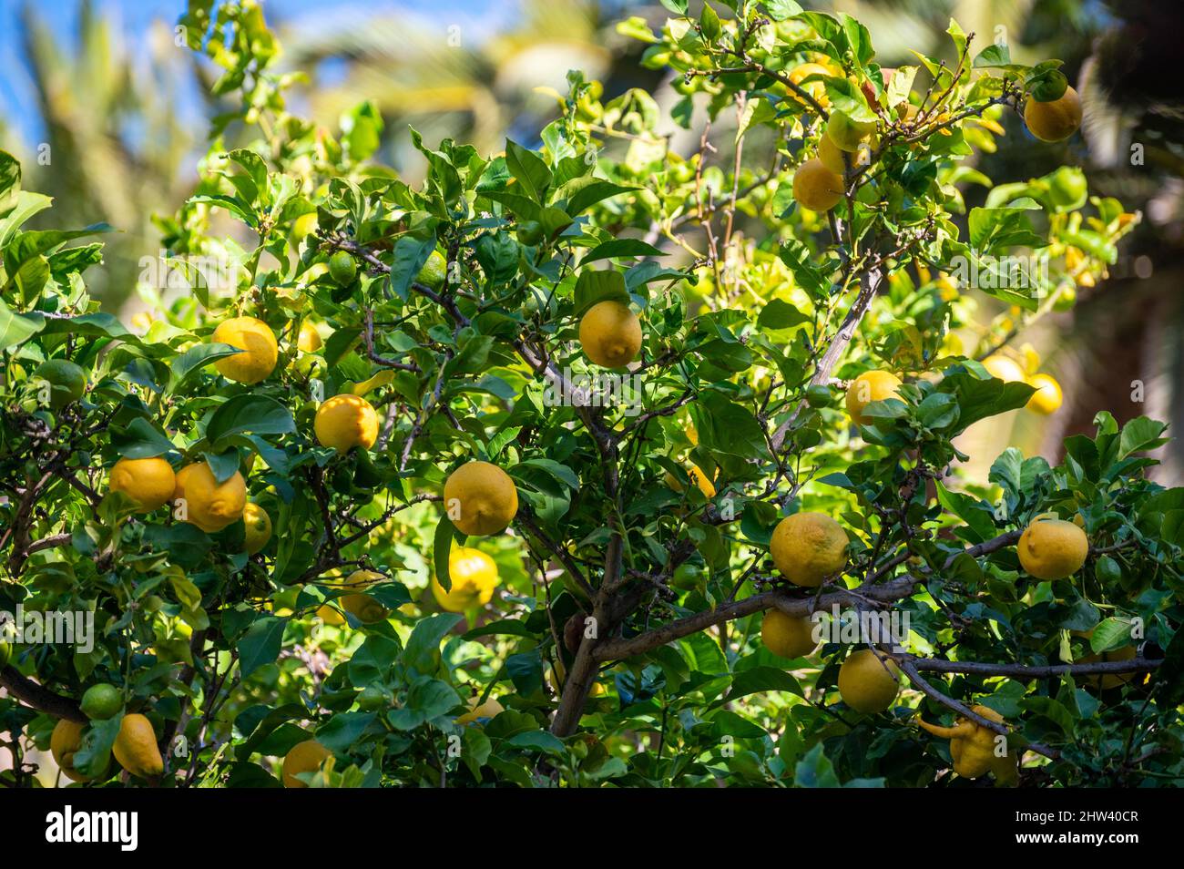 Ripe yellow lemons citrus fruits hanging on tree ready to harvest Stock ...