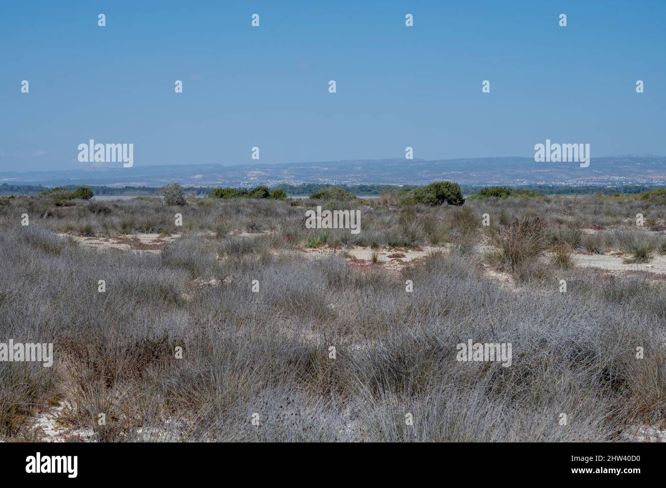 Walking to Limassol salt lake, sun dried grass and view on Limassol on ...