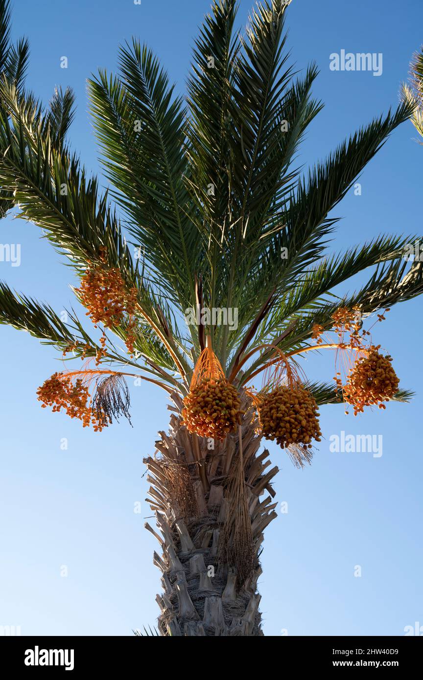 Plantation of phoenix date palm with bunches full of orange date fruits ...
