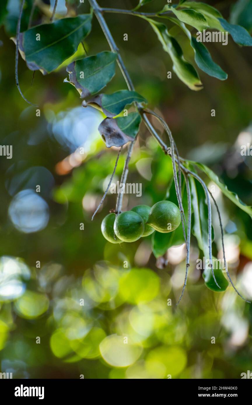 Hard green Australian macadamia nuts hanging on branches on big tree on plantation Stock Photo ...