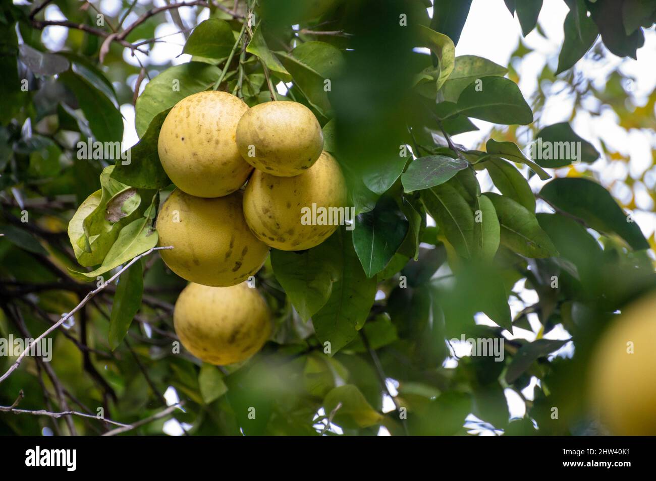 Ripening fruits of the pomelo hi-res stock photography and images - Alamy