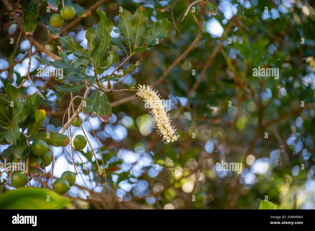 Hard green Australian macadamia nuts and white flowers hanging on ...
