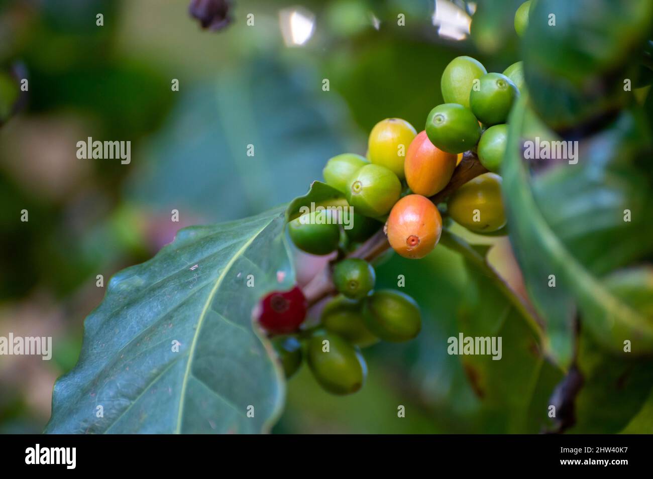 Arabica coffee tree with ripening coffee cherries berries on plantation ...