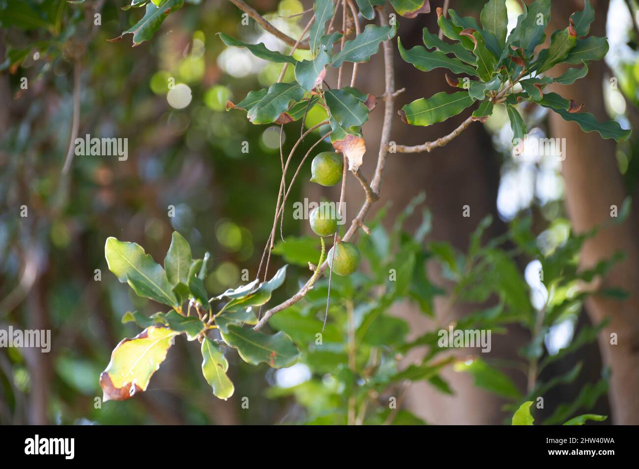 Hard green Australian macadamia nuts hanging on branches on big tree on plantation Stock Photo ...