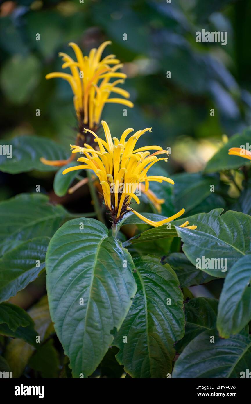 Blossom of yellow jacobinia tropical plant Justicia aurea from Central ...