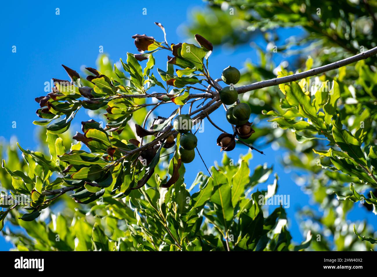 Hard green Australian macadamia nuts hanging on branches on big tree on plantation Stock Photo ...