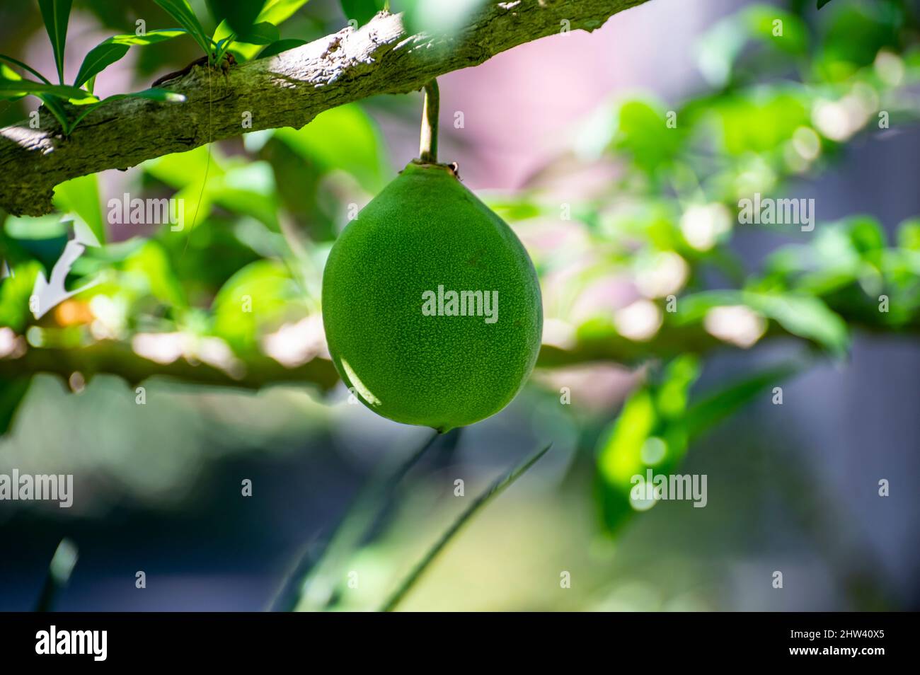 Green fruits hanging on Crescentia cujete or calabash tree in tropical ...