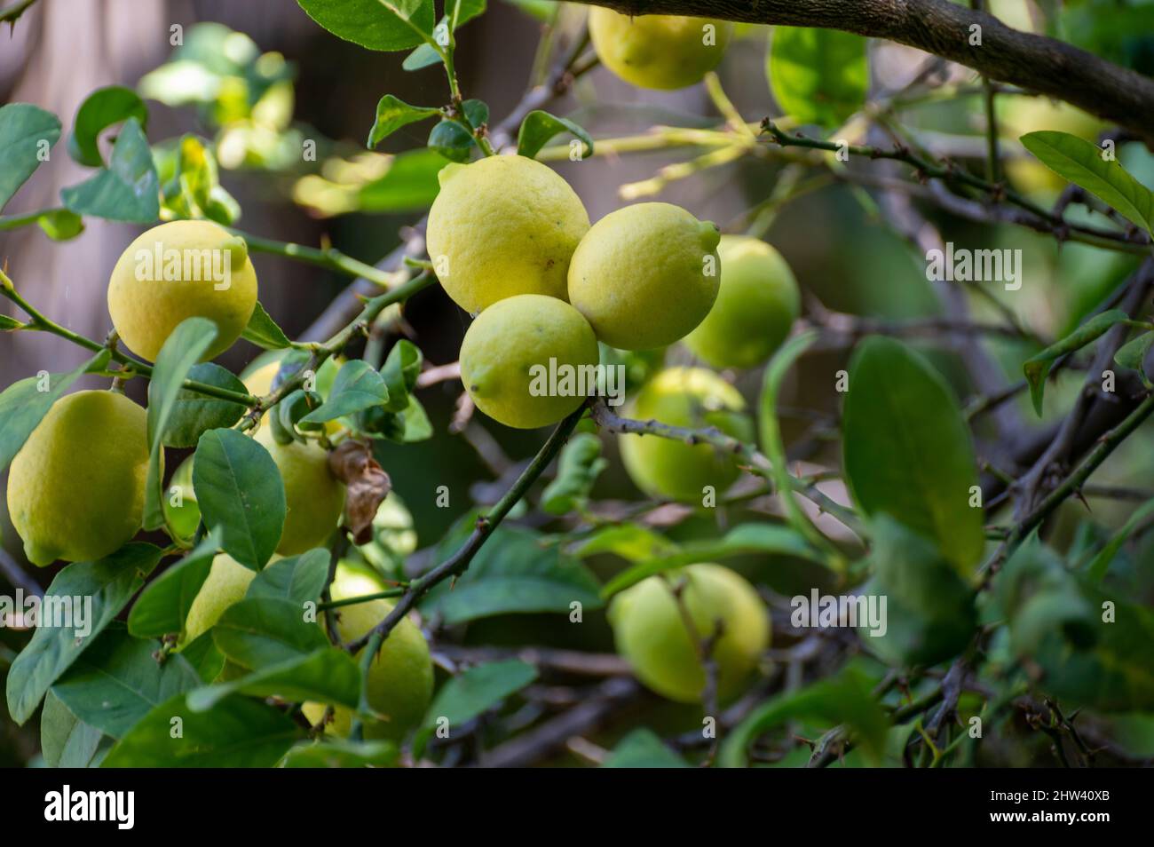 Ripe yellow lemons citrus fruits hanging on tree ready to harvest Stock ...