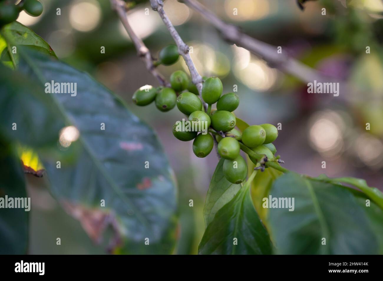 Arabica coffee tree with ripening coffee cherries berries on plantation ...