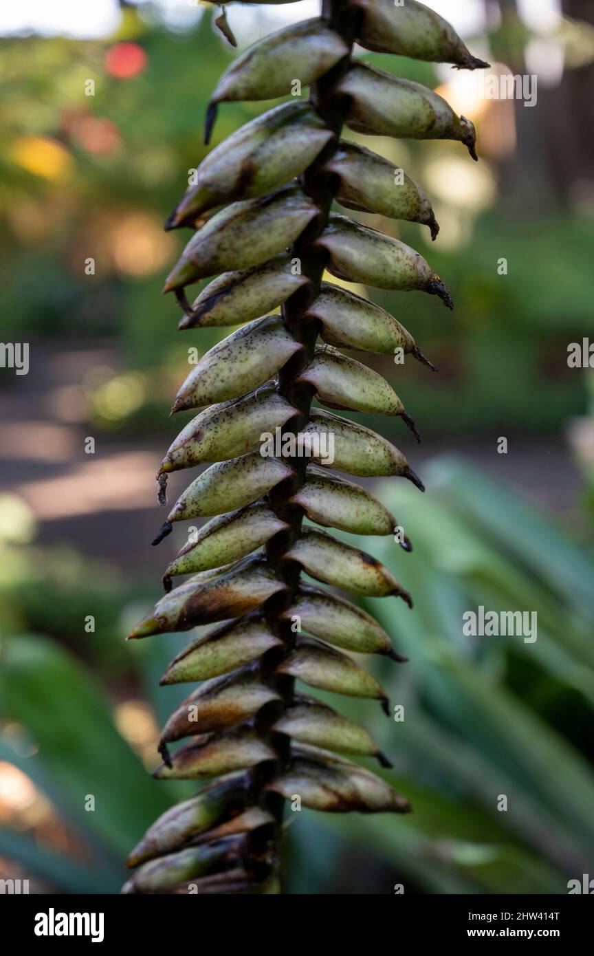Giant tropical plant vriesea fosteriana after blossom close up Stock ...