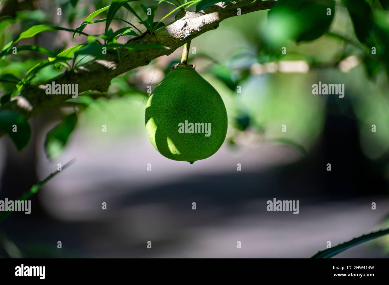Green fruits hanging on Crescentia cujete or calabash tree in tropical ...