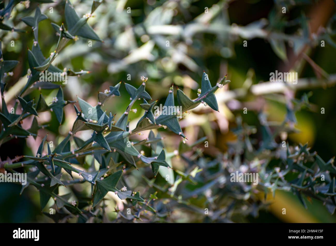 Prickly leaves of evergreen Colletia paradoxa plant in garden Stock ...