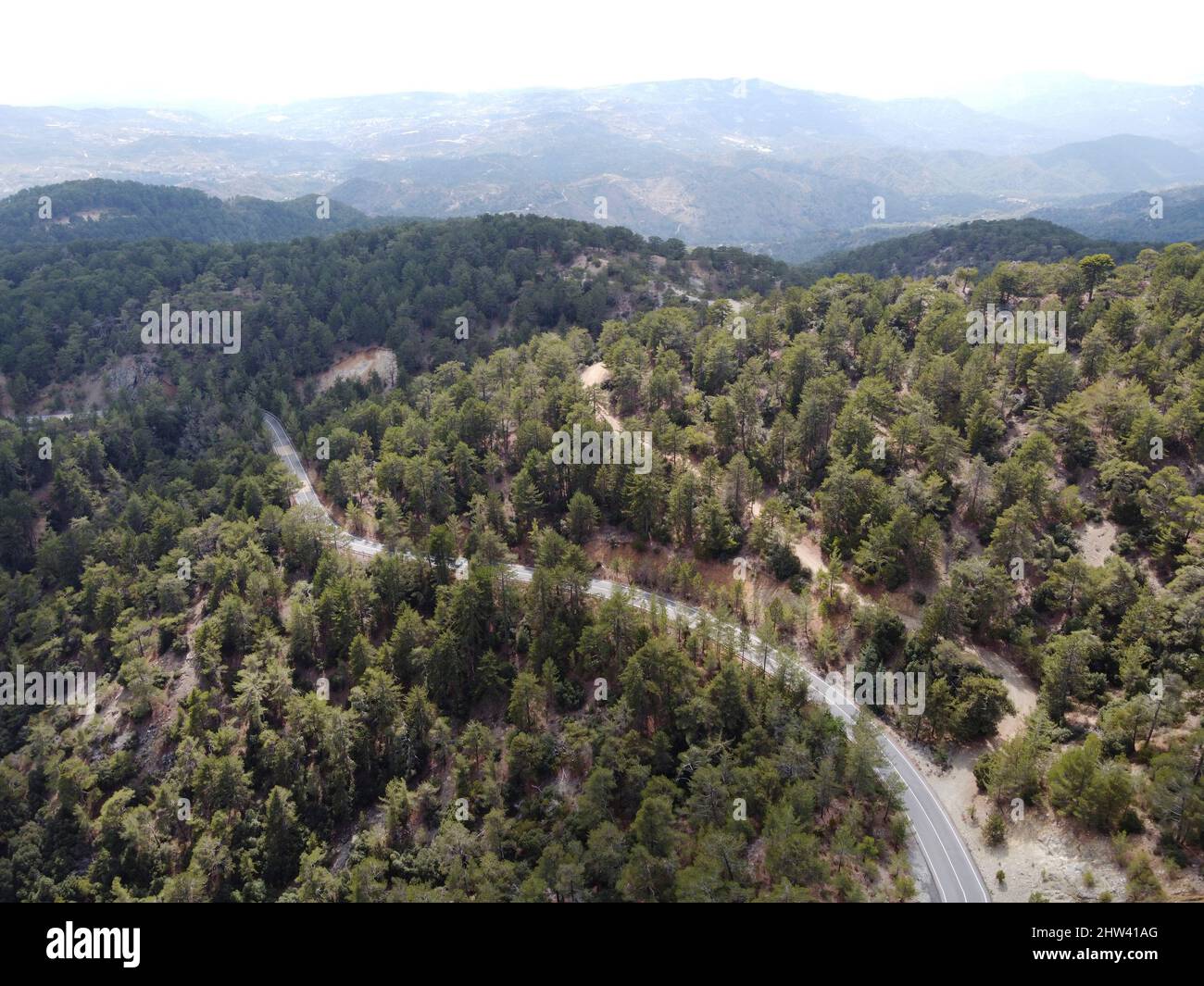 Evergreen pine trees growing in clouds in high Troodos mountains on ...