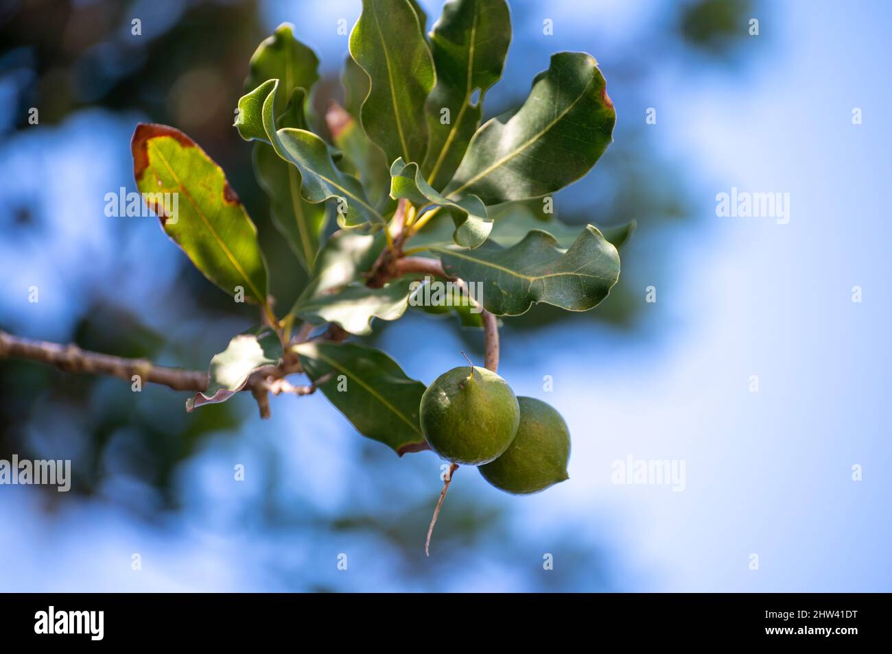 Hard green Australian macadamia nuts hanging on branches on big tree on plantation Stock Photo ...