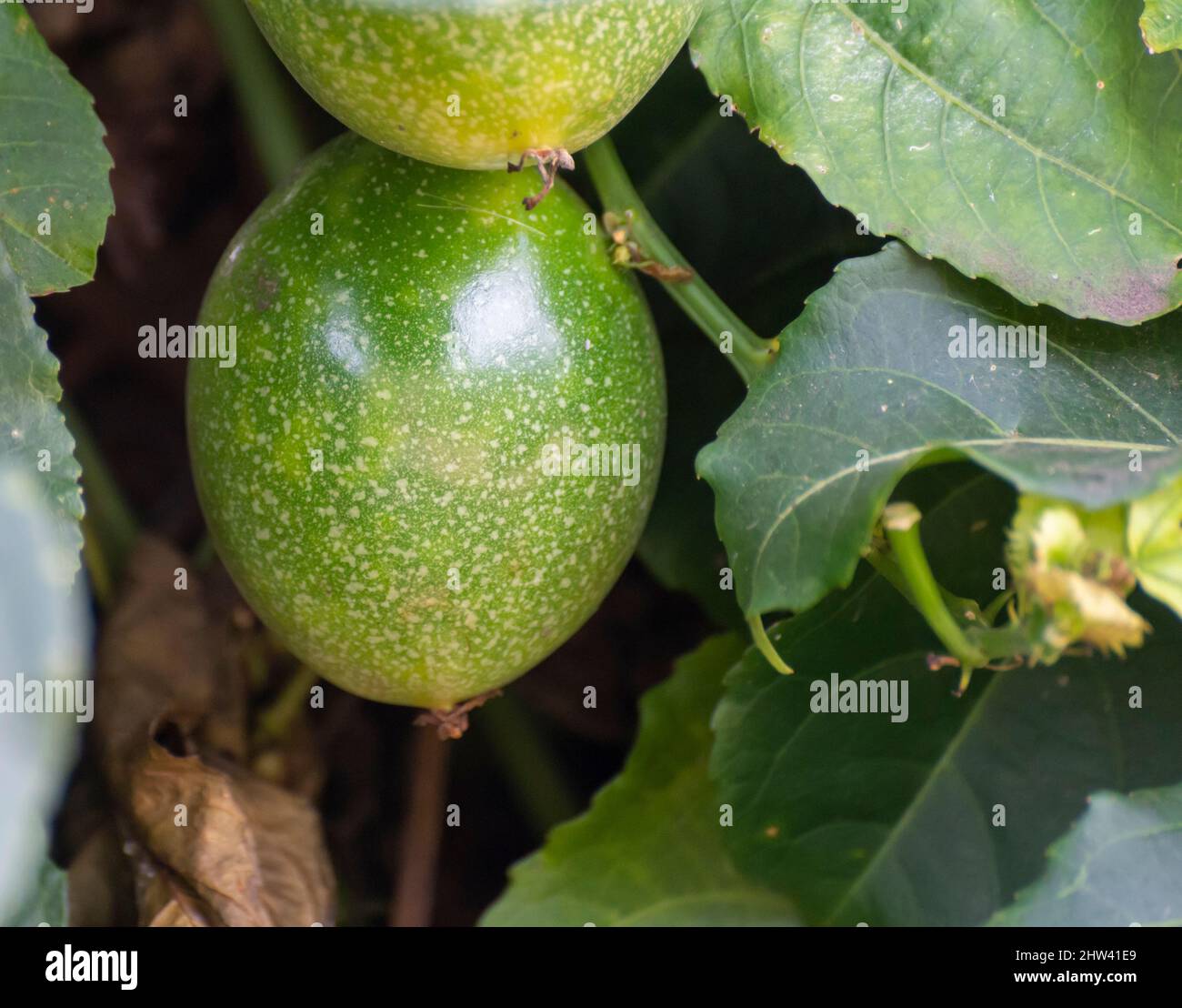 Green passion fruit ripening on plant on tropical plantation close up ...