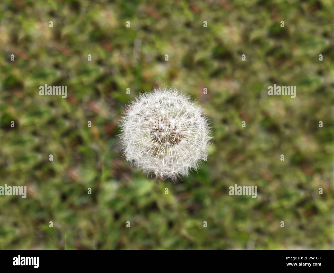 Dandelion Fluff Taraxacum officinale Stock Photo - Alamy