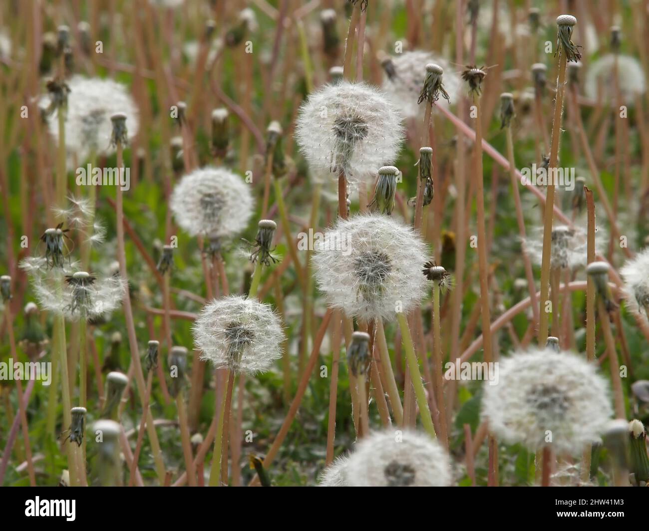 Dandelion Fluff Taraxacum officinale Stock Photo - Alamy