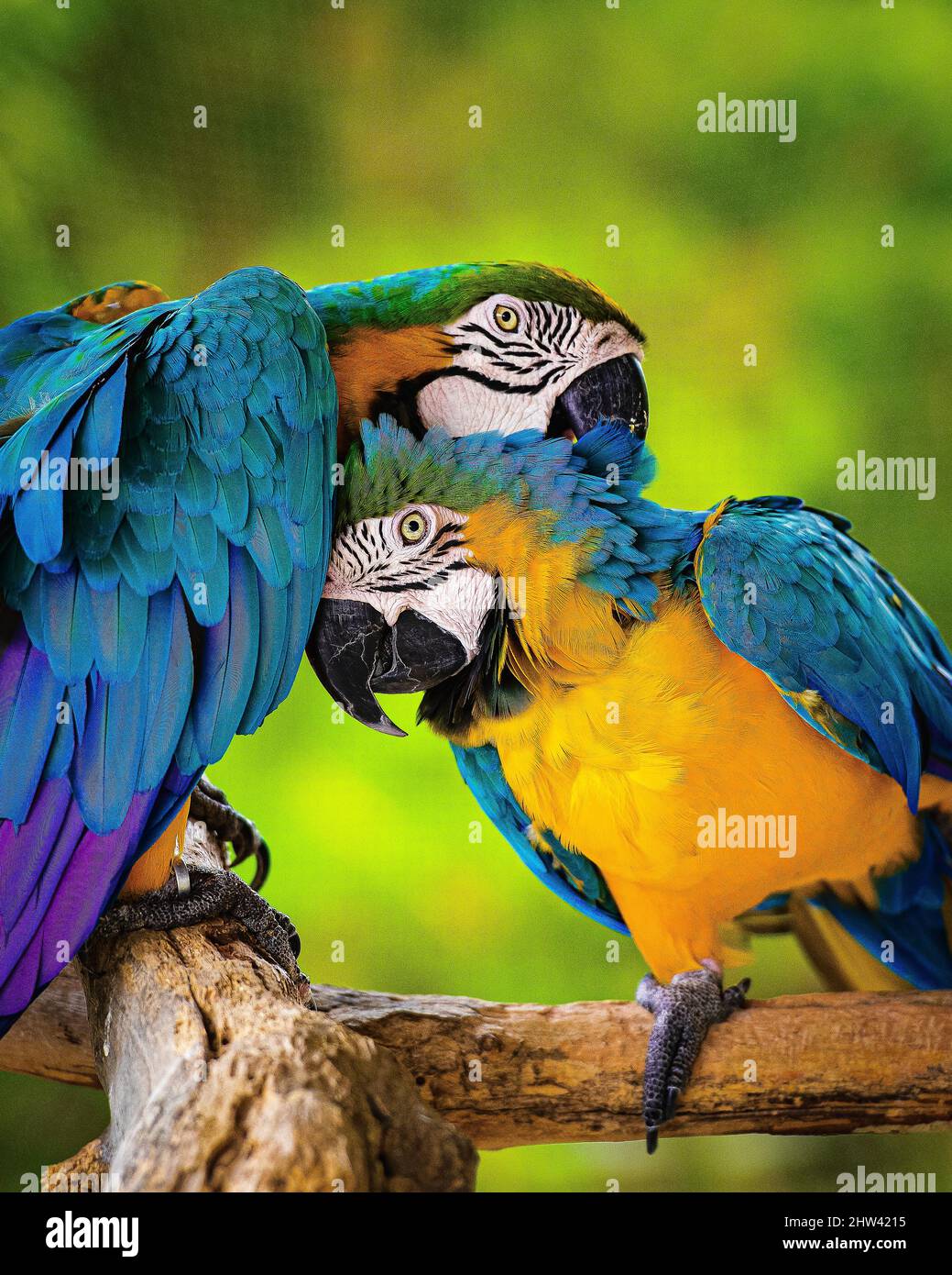 Closeup of a couple of parrots hugging on a branch at the jungle with a ...