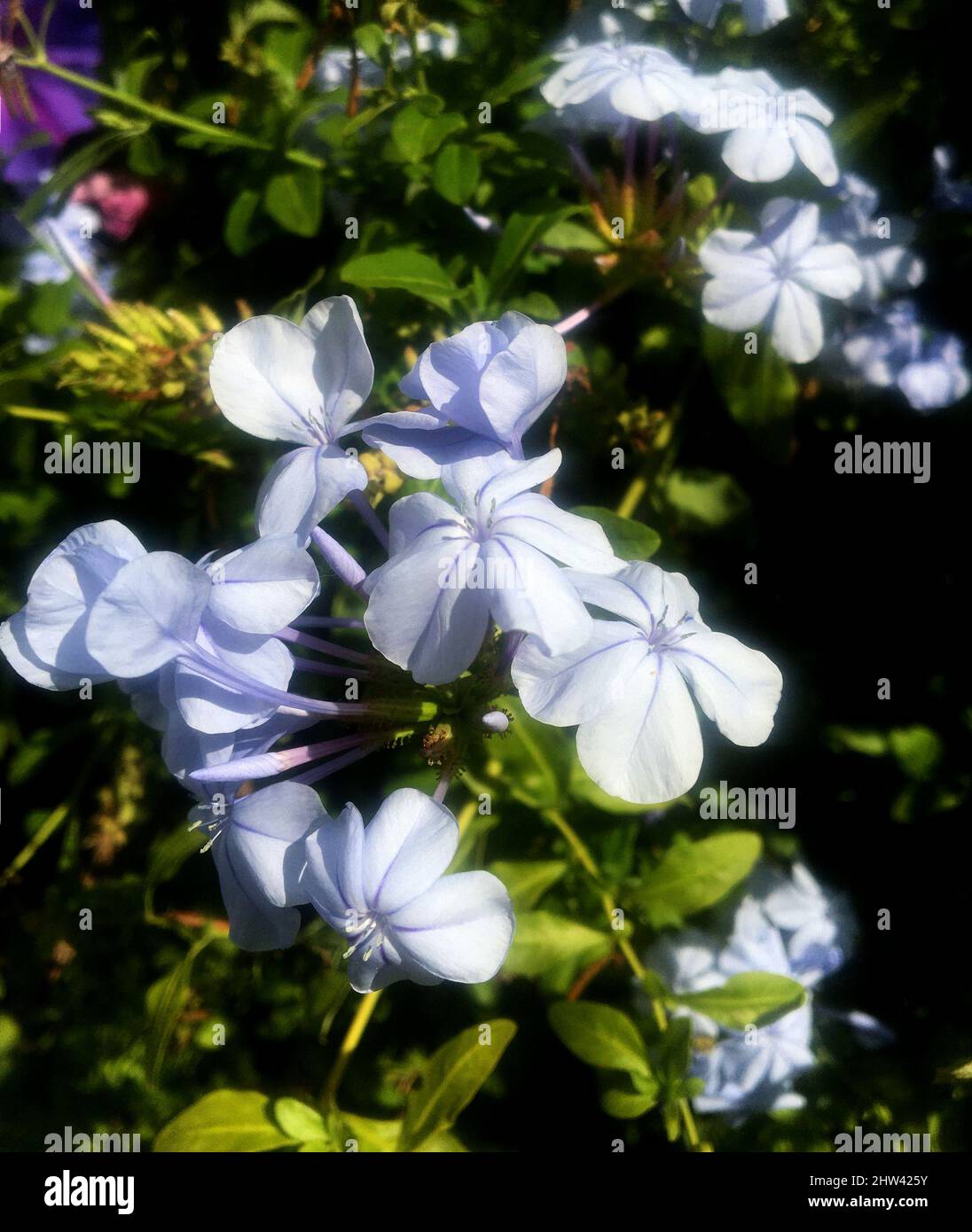 Blue jasmine flower hi-res stock photography and images - Alamy