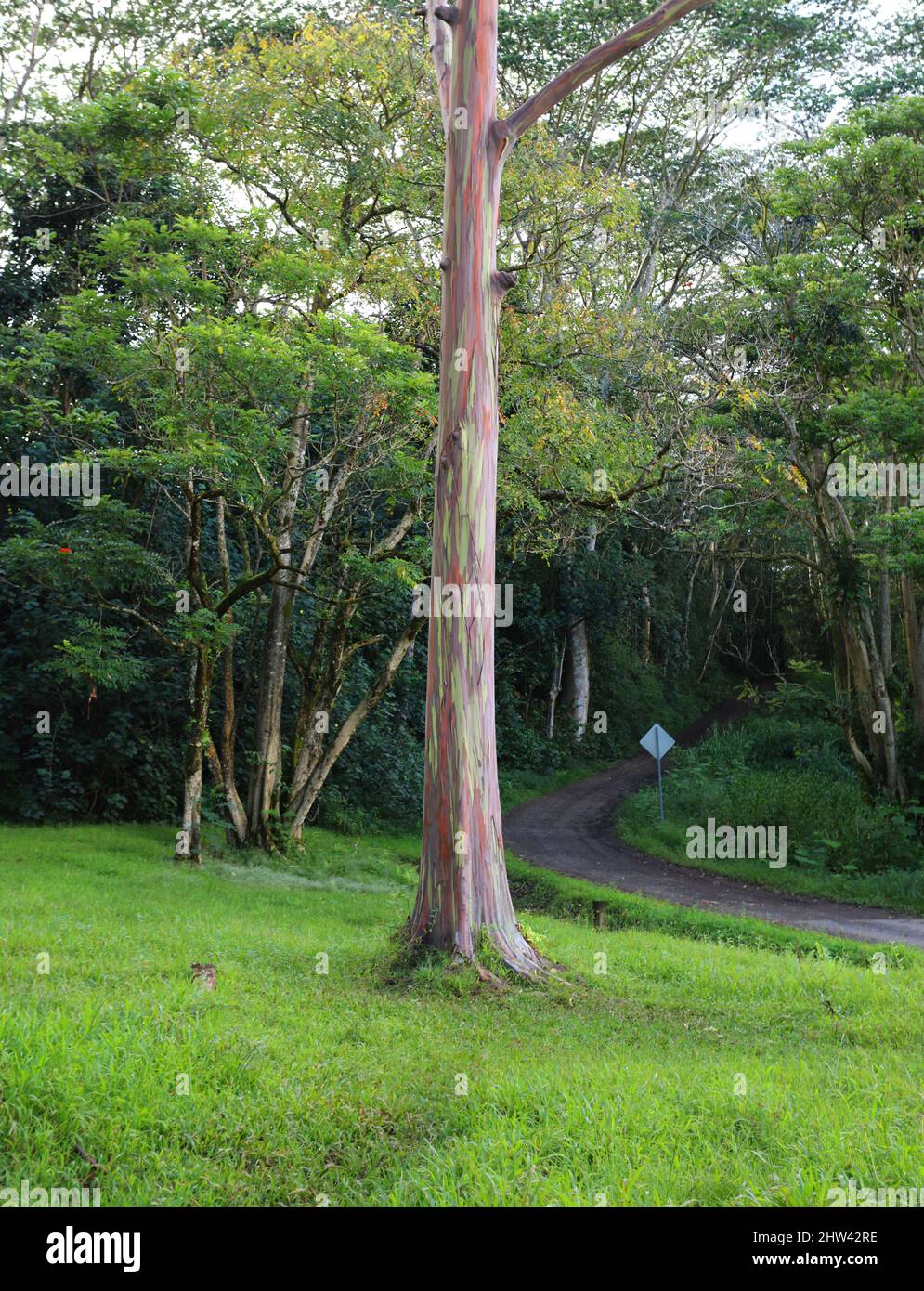 A long Rainbow Eucalyptus tree trunk near a road leading into a ...