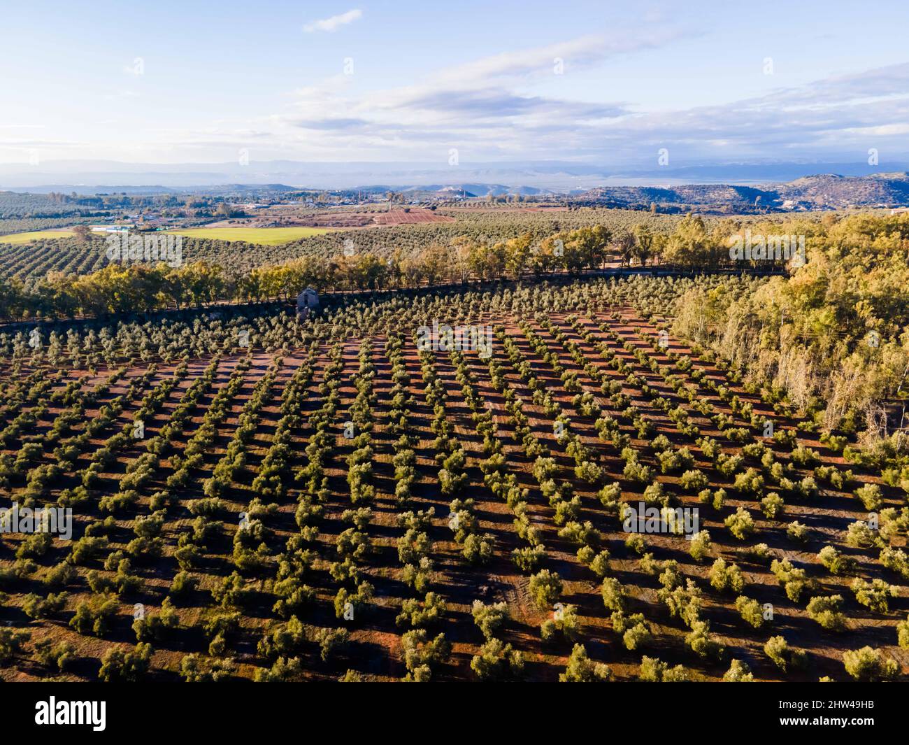 Andalusian olive groves in Jaen, home to 37.6% of the total olive ...