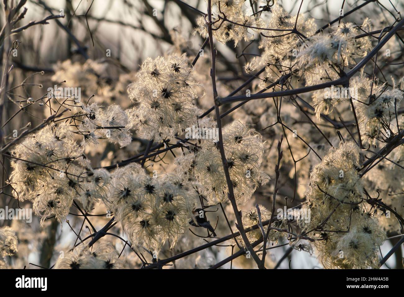 Fluffy clematis seeds in hi-res stock photography and images - Alamy