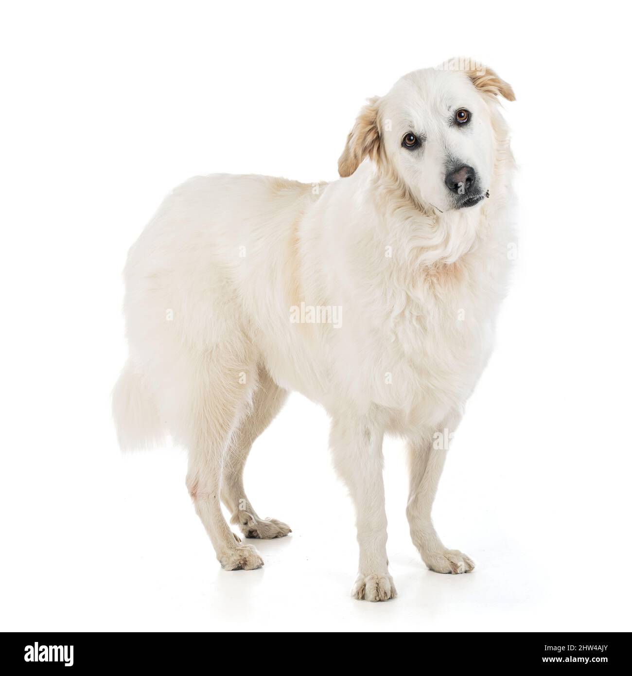 Great Pyrenees or Pyrenean Mountain Dog on white background Stock Photo ...