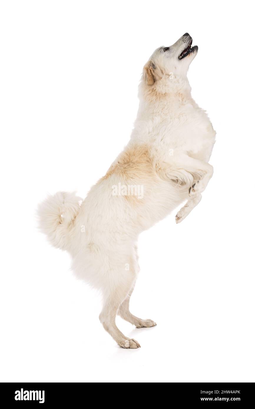 Great Pyrenees or Pyrenean Mountain Dog on white background Stock Photo ...
