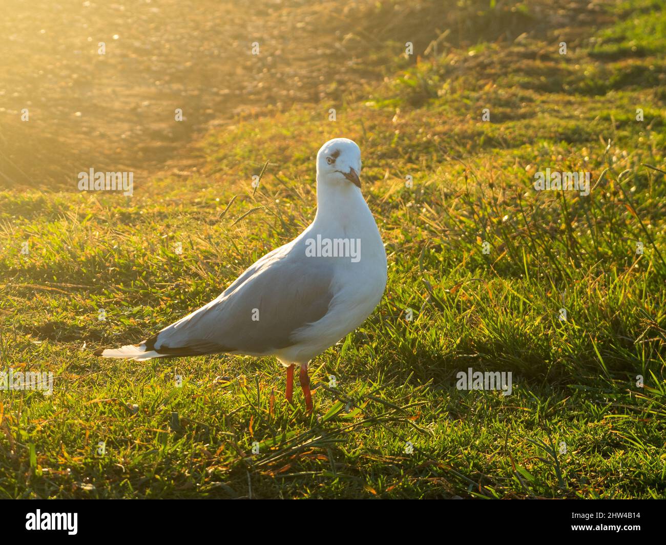 Australian Silver Gull seagull, bird, on green grass with sun shining ...