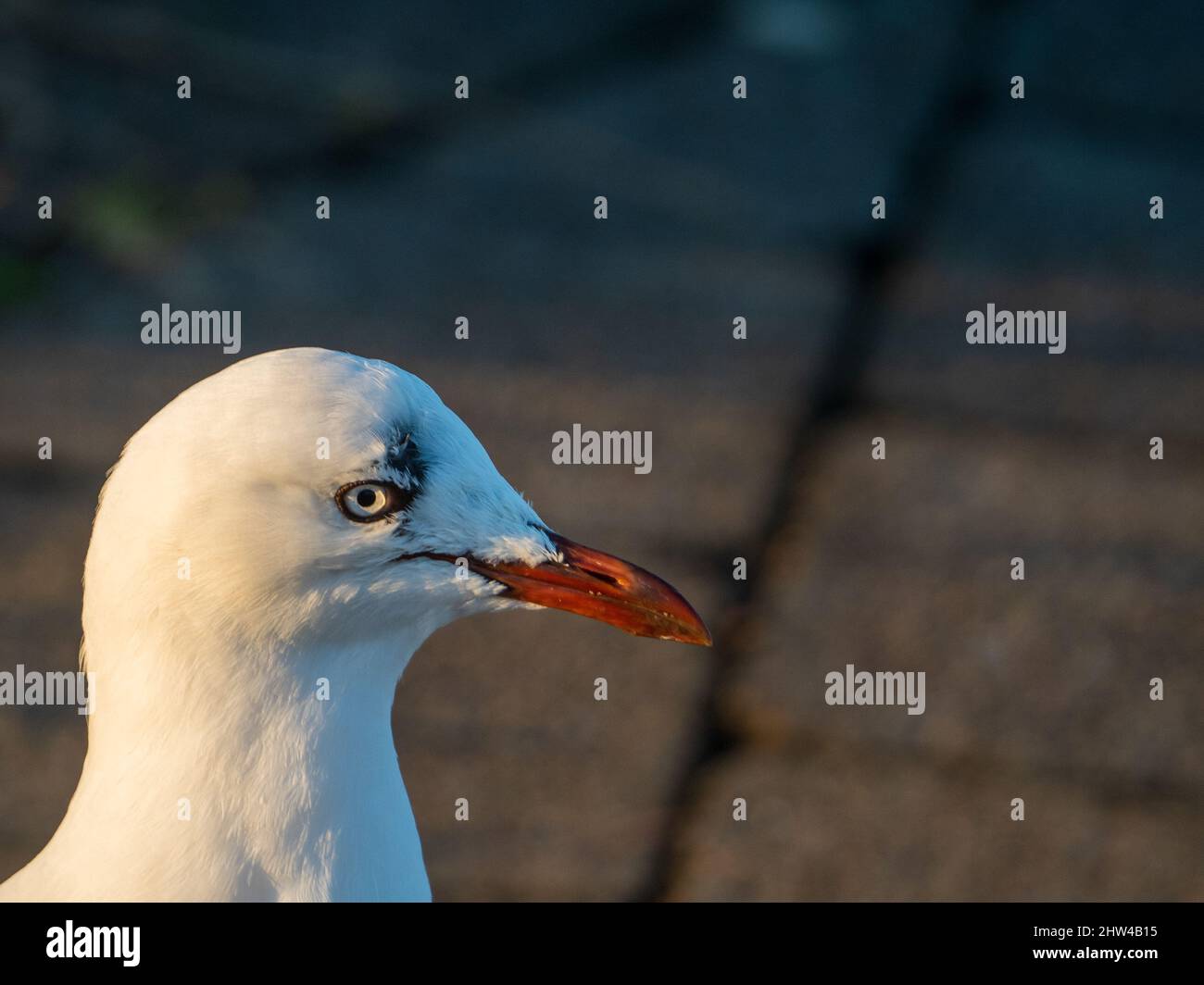 Silver seagull face hi-res stock photography and images - Alamy