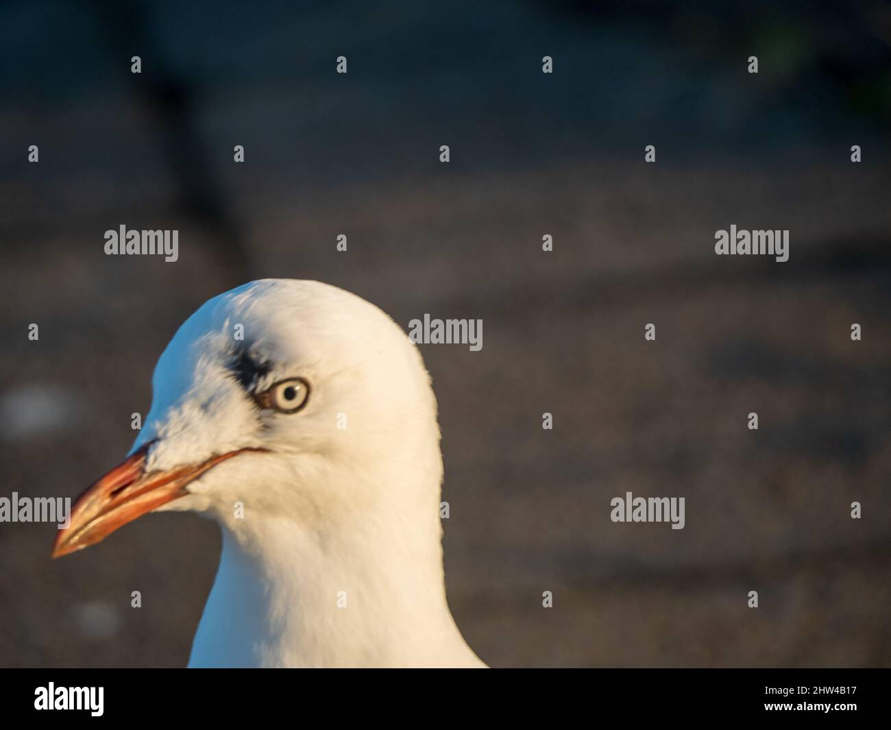 Silver seagull face hi-res stock photography and images - Alamy