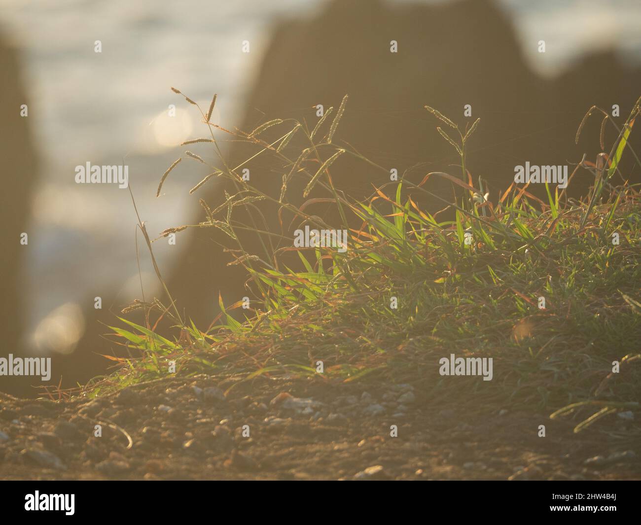Morning sunlight shining on spindly, wiry green grass in the hillside ...