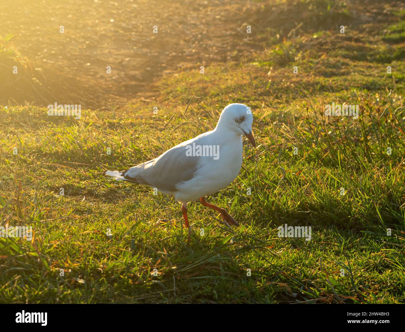 Birds. A seagull in the sunshine. Morning sunlight shining softly onto ...