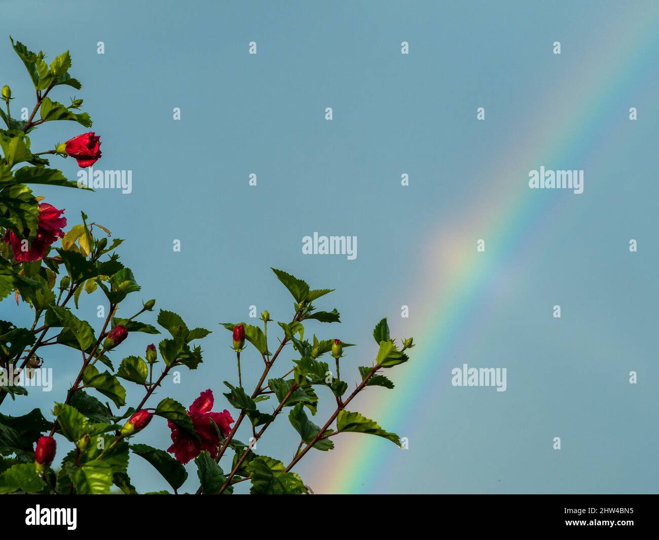 Tropical Flower Tumblr Backgrounds