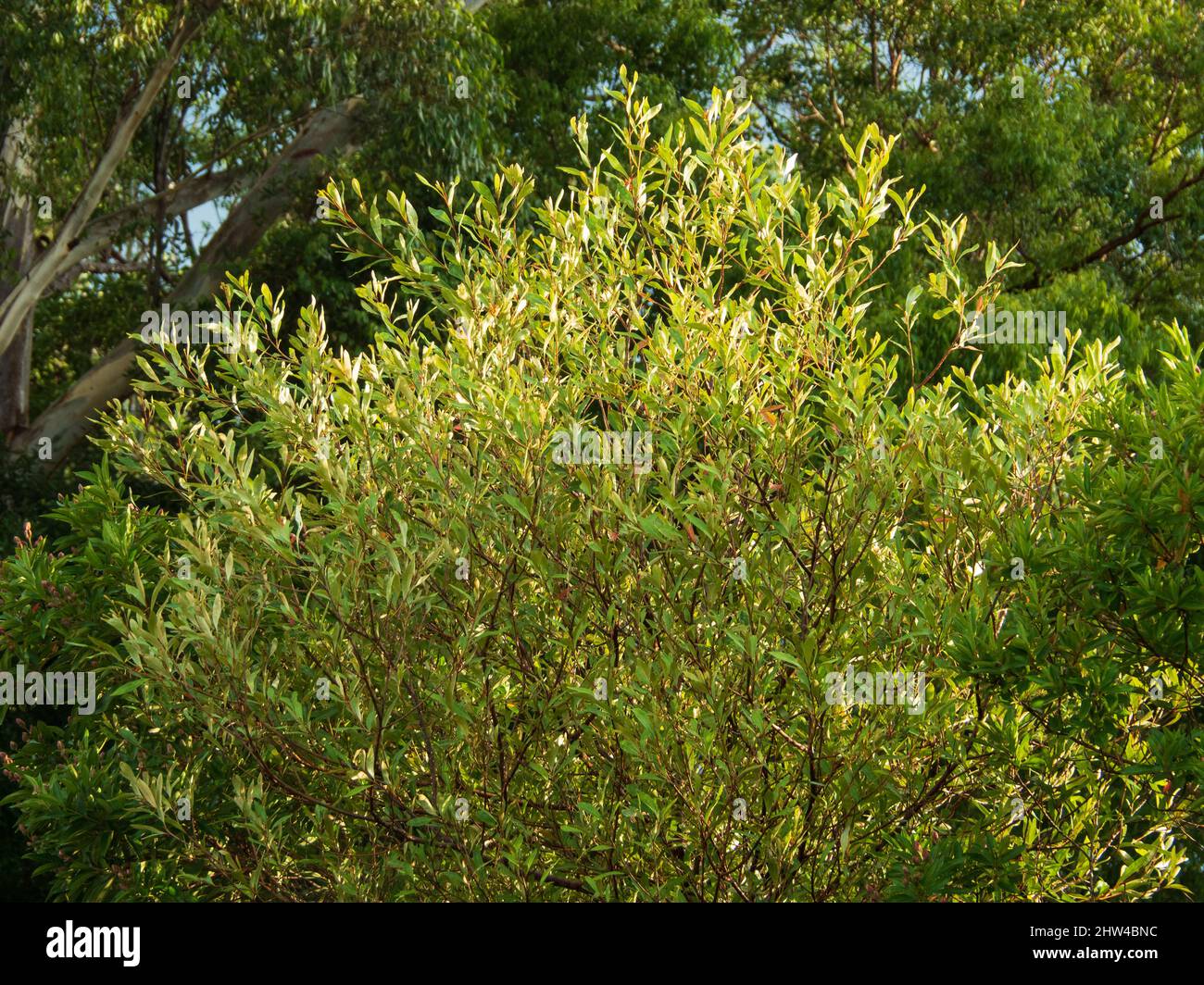 Sun lighting up a leafy bushy shrub, Grevillea glossadenia, Orange ...