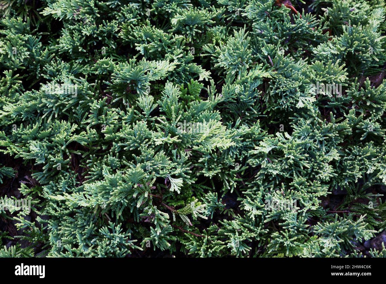 Ground juniper juniperus hi-res stock photography and images - Alamy