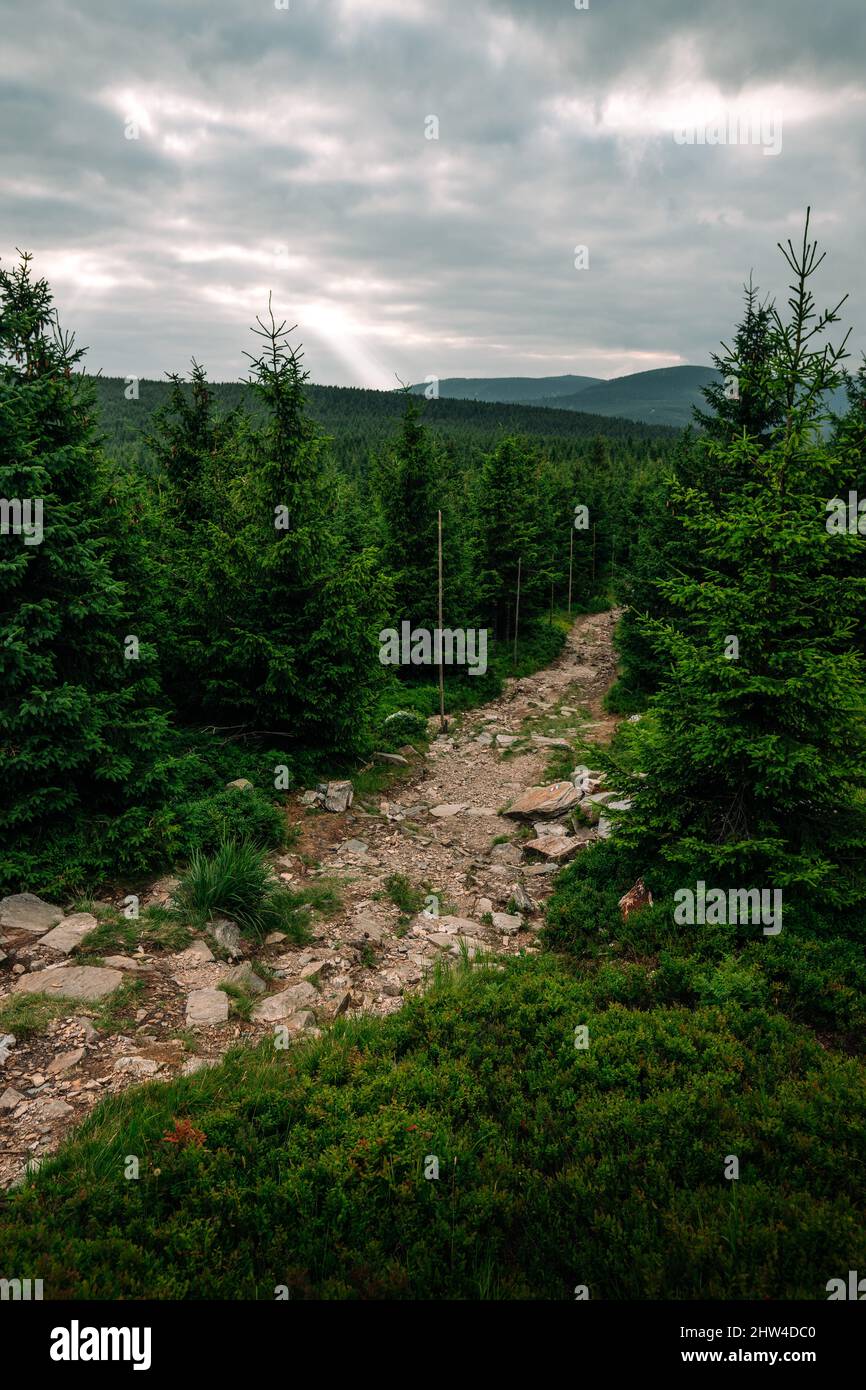 Rocky trail surrounded by green trees Stock Photo - Alamy