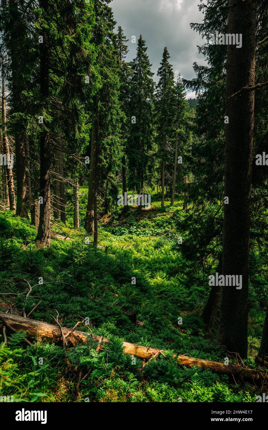 Vertical view of green forest with tall trees Stock Photo - Alamy