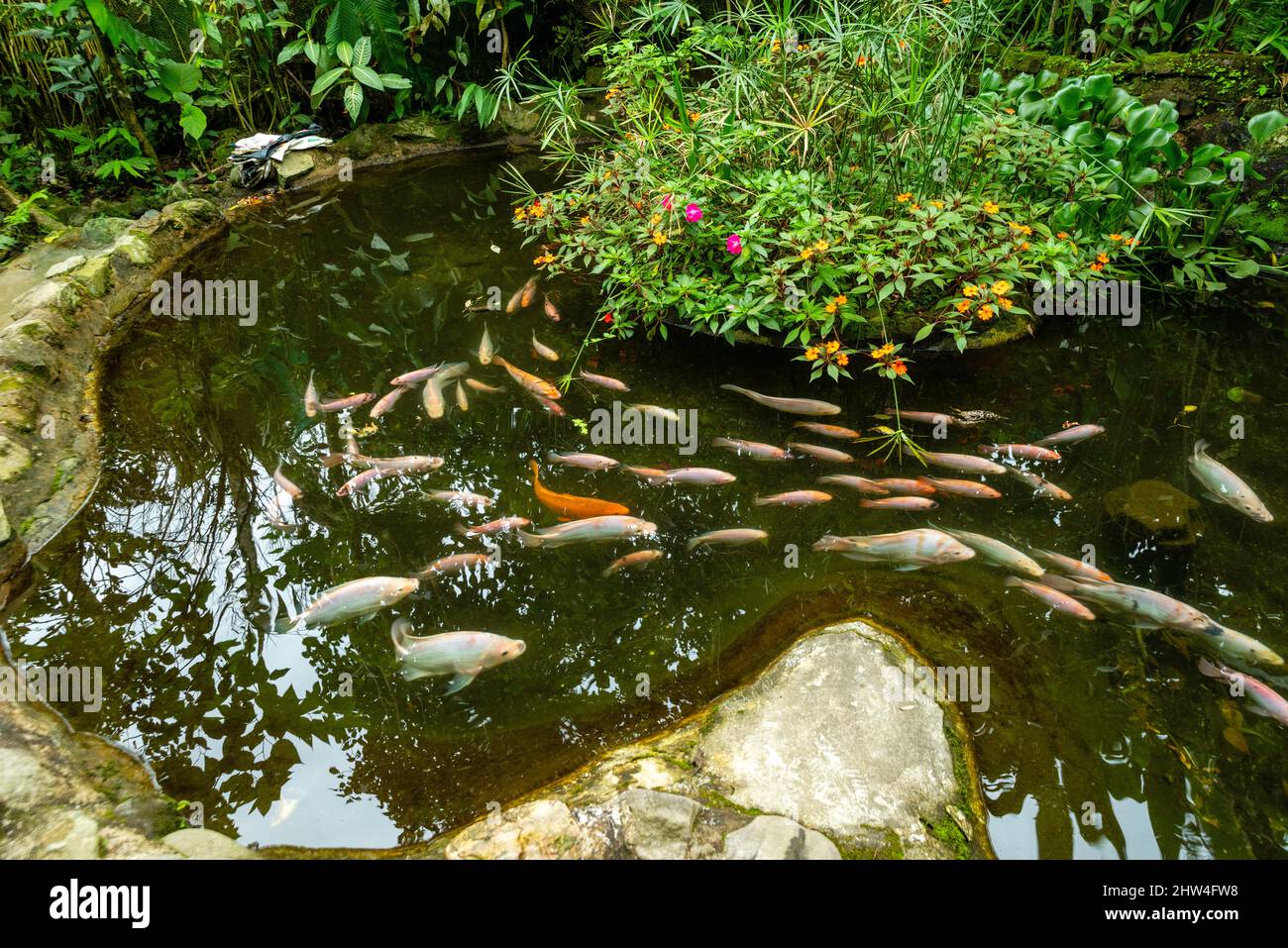 Goldfish swim in a pond at Mariposa Mindo, San Carlos, Ecuador Stock ...