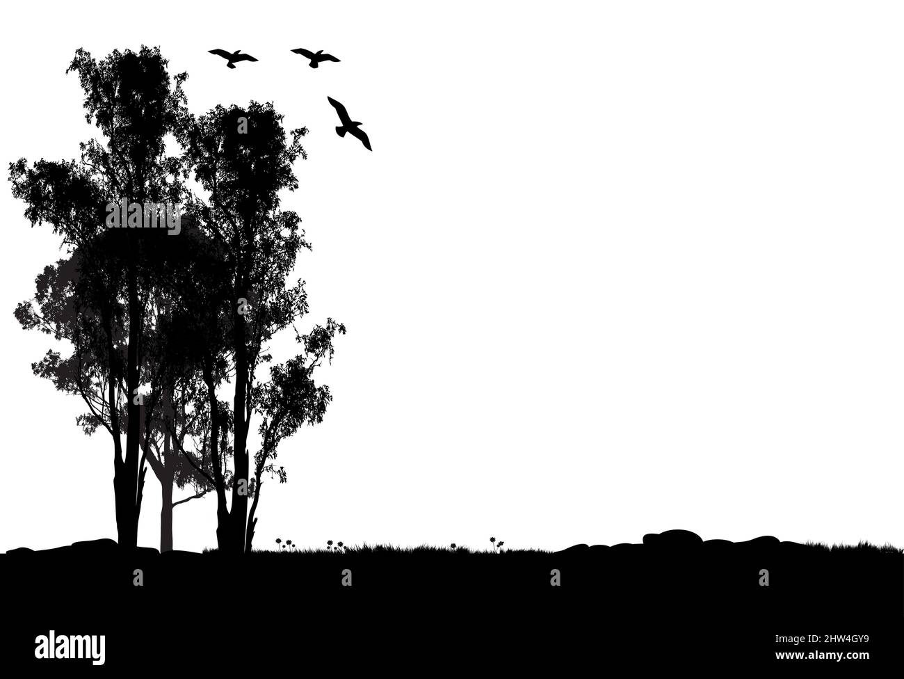 Eucalyptus gum tree on white background Australian gum tree tall ...